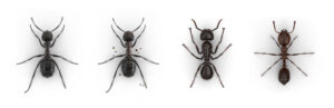 Different Types Of Ants