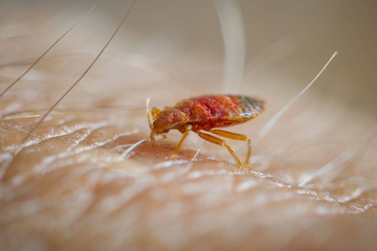 South Korea Declares War On Bed Bugs